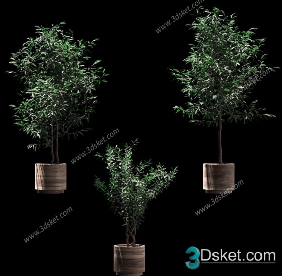 3D Model Indoor Plants Free Download 003 - Download 3D Model Free ...